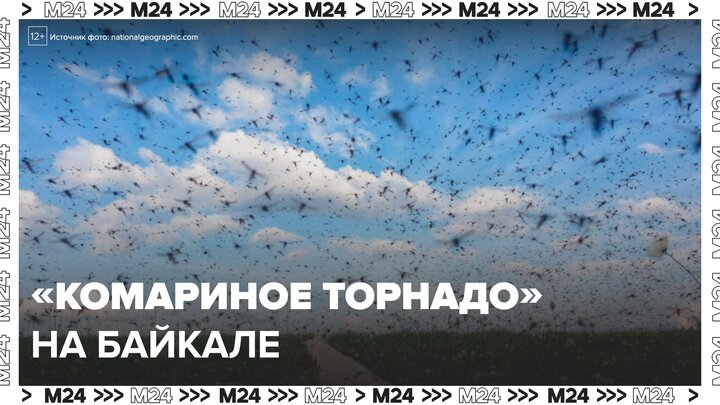 Новости регионов: на Байкале заметили "комариный торнадо" - Москва 24