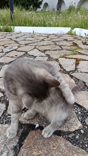 Монастырский котёнок