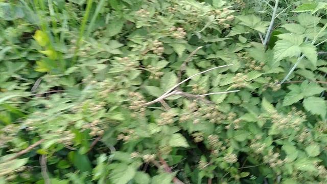 Плодово ягодные кустарники на участке