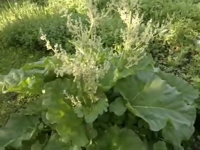 РЕВЕНЬ-РАСТЕНИЕ ДЛЯ ЛЕНИВЫХ 👍 ЕГО ПОЛЬЗА, ВЫРАЩИВАНИЕ И ИСПОЛЬЗОВАНИЕ 👍👍👍