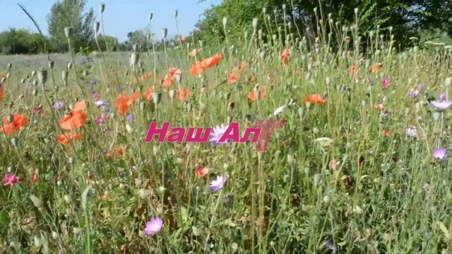 Встреча Наш Алтай