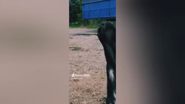 СОБАКА- ЛЕТЯГА