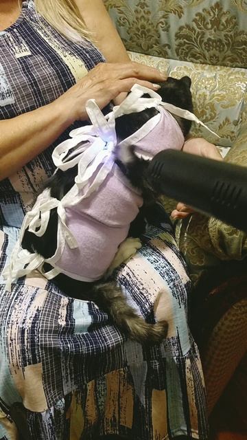 Активатор для кошки после операции