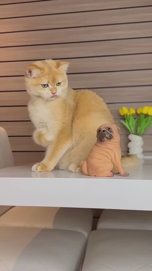 Мой кот не любит собак #кошка #кошки