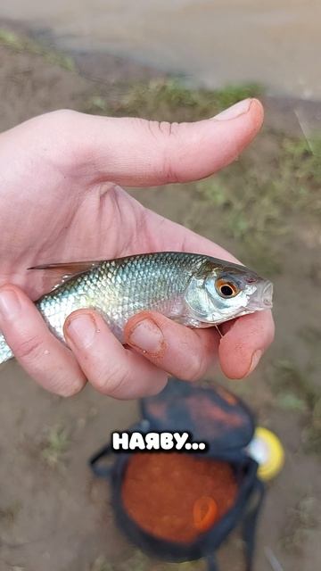 Рыбалка в мечтах и наяву