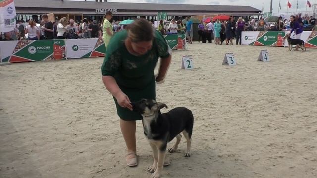 БС Волшебница