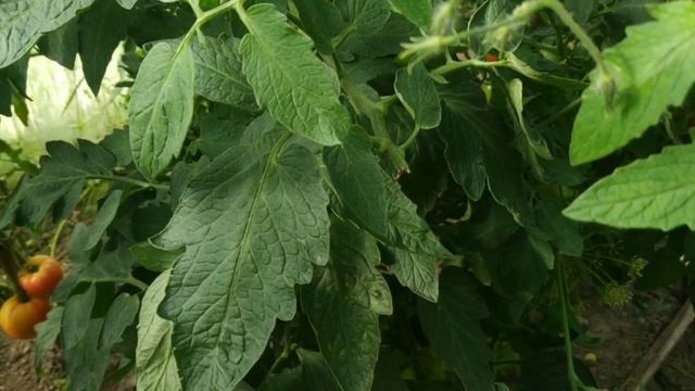 Почему на конце кисти томата растут побеги?