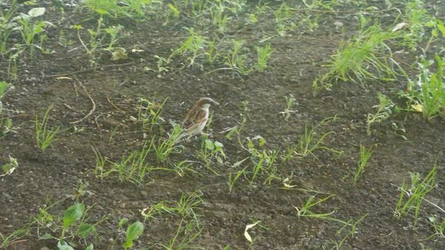 Воробей сожрал какую-то совку, первый раз такое вижу! Санкт-Петербург
