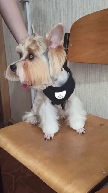 Бивер Макс подстригся на лето. Зоосалон Eteluin г.Краснодон