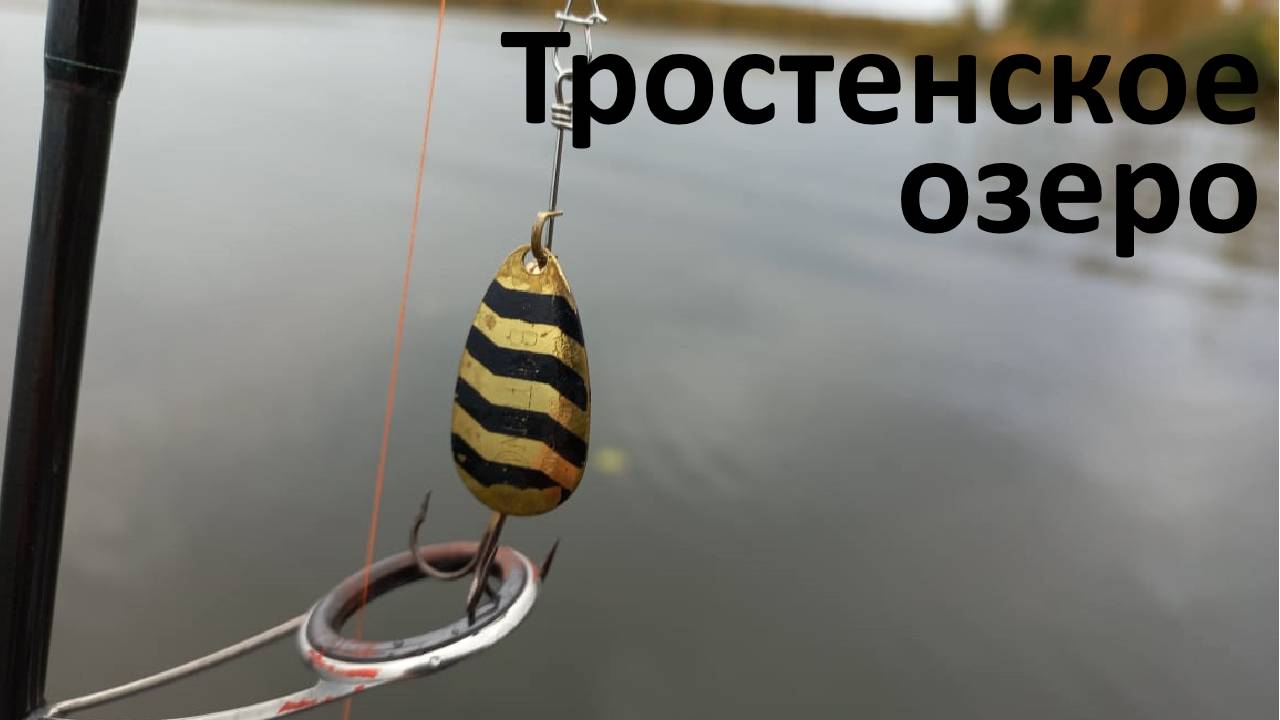 Хищник сидит в траве. Озеро Тростенское