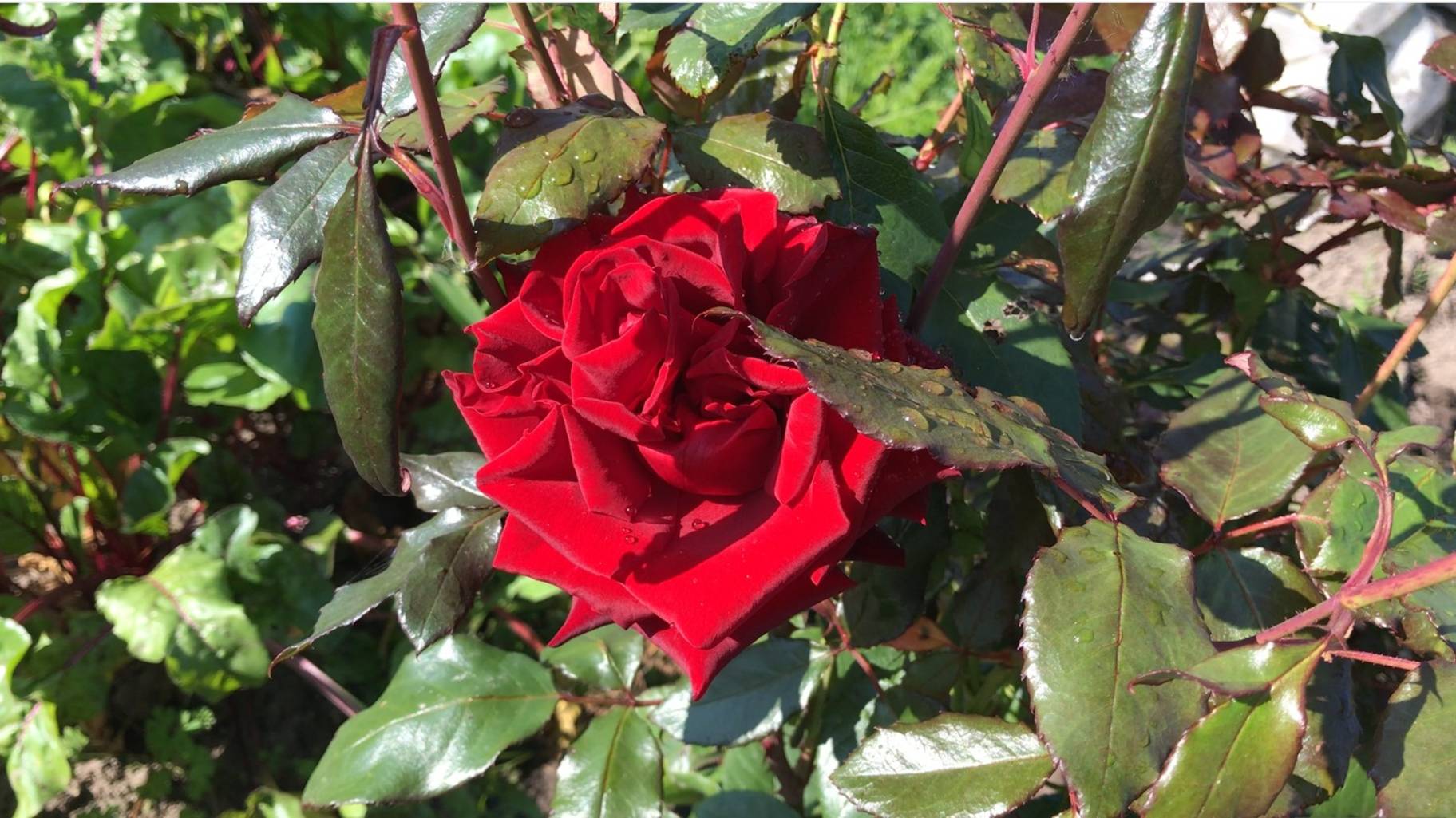 Как розы пережили заморозки Как они сейчас.