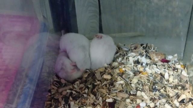 🐠В зоомагазине🐹Невелик выбор питомцев🐊Хомячки да рыбки🐬