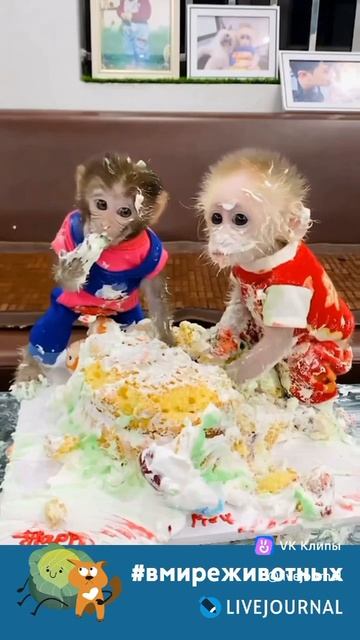 обезьянки 🐒 😅