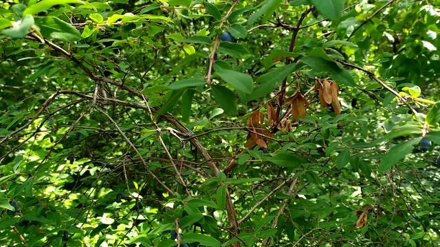 Жимолость на даче выросла из семечка