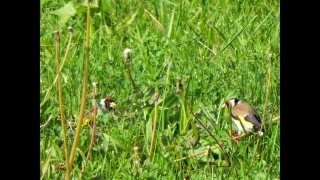 Щегол(слайдшоу)