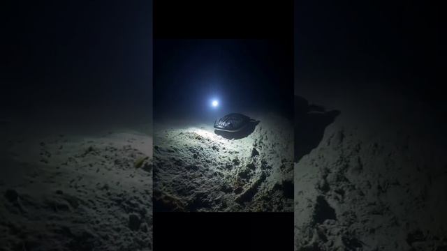 Монстры из глубины, куда не попадает свет!!!