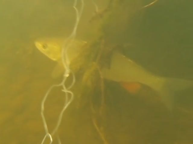 Как я провёл лето 2009 года