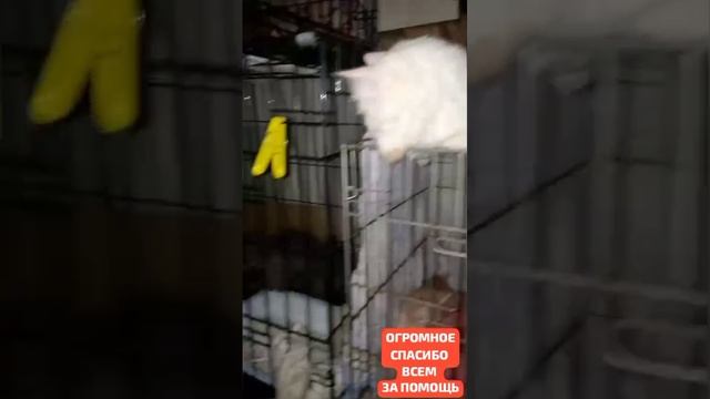БЛАГОДАРИМ ВСЕХ,КТО ПОМОГ  КОТЯТАМ ВЫЖИТЬ!