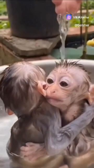 обезьянки купаются 😁