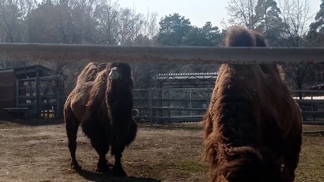 🐫Два верблюда🐫Мудрые и гордые скептики двугорбые🐫Челябинский зоопарк 🐫