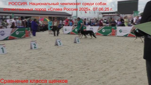 Сравнение класса щенков