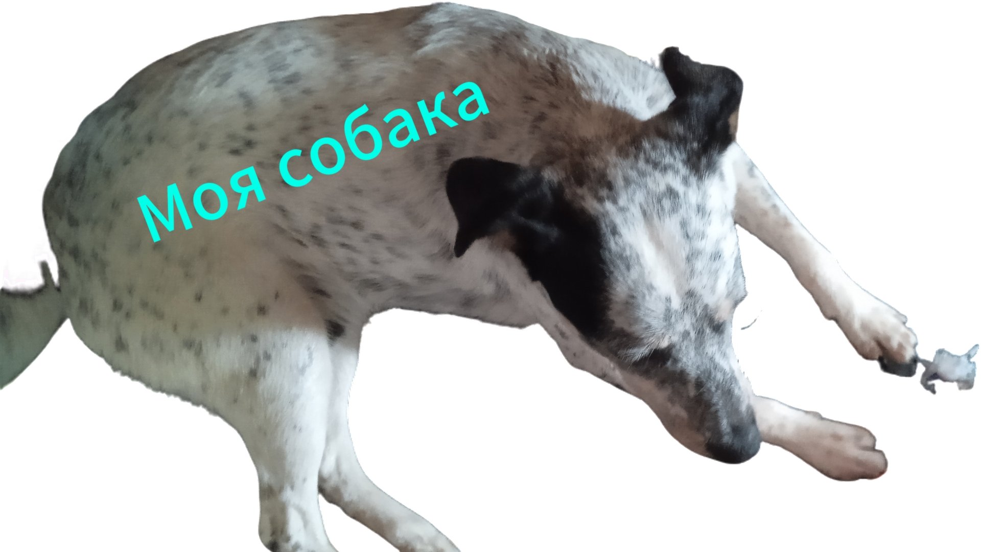 Моя собака Арчи!На изи Видео!⚡ 🙂 🥱