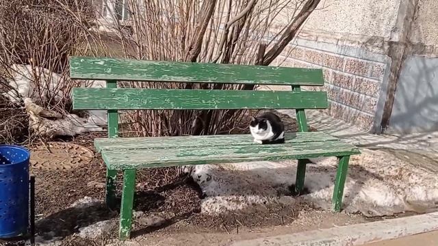 🐱Кошки у нашего подъезда🐱Столовая для кошечек🐱И не скажешь,что бездомные🐱