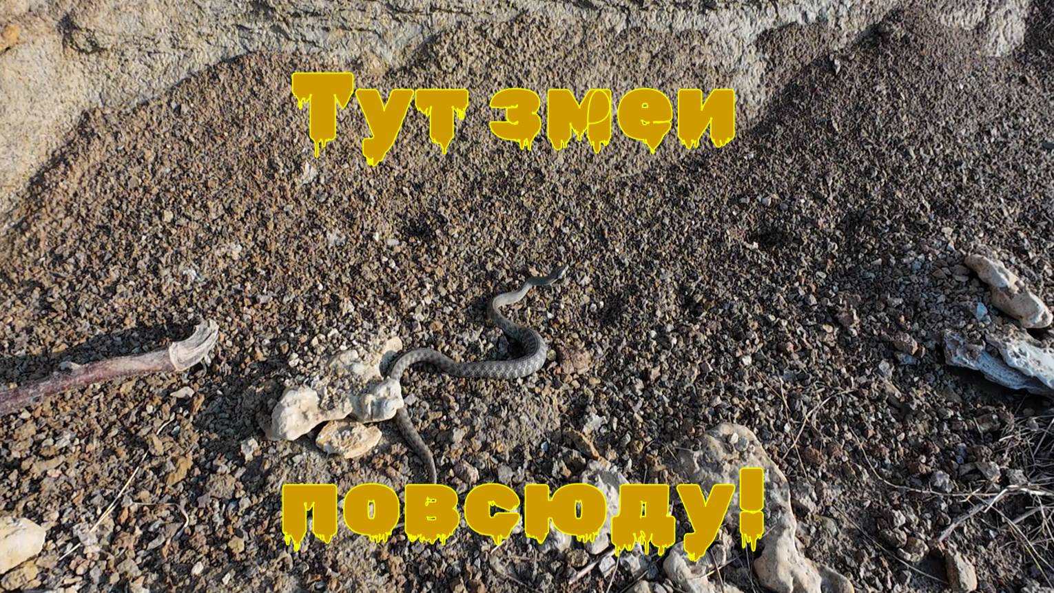 Змеи повсюду!!!