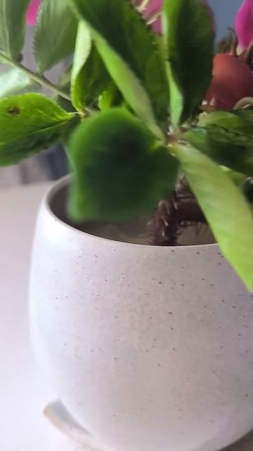 Композиция из холодного фарфора "Балтийский берег" / мои работы