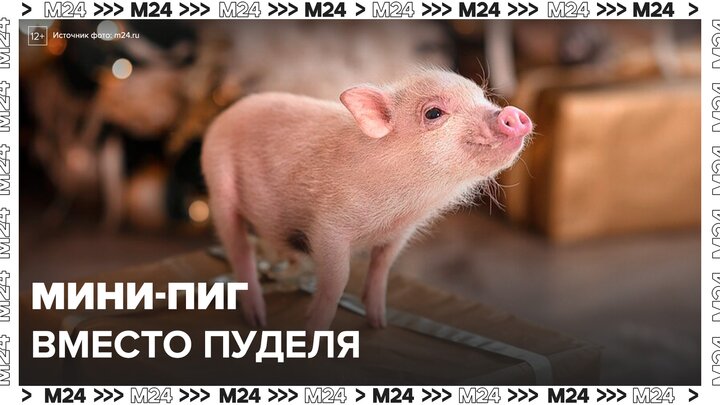 Москвичи все чаще начали заводить мини-пигов - Москва 24
