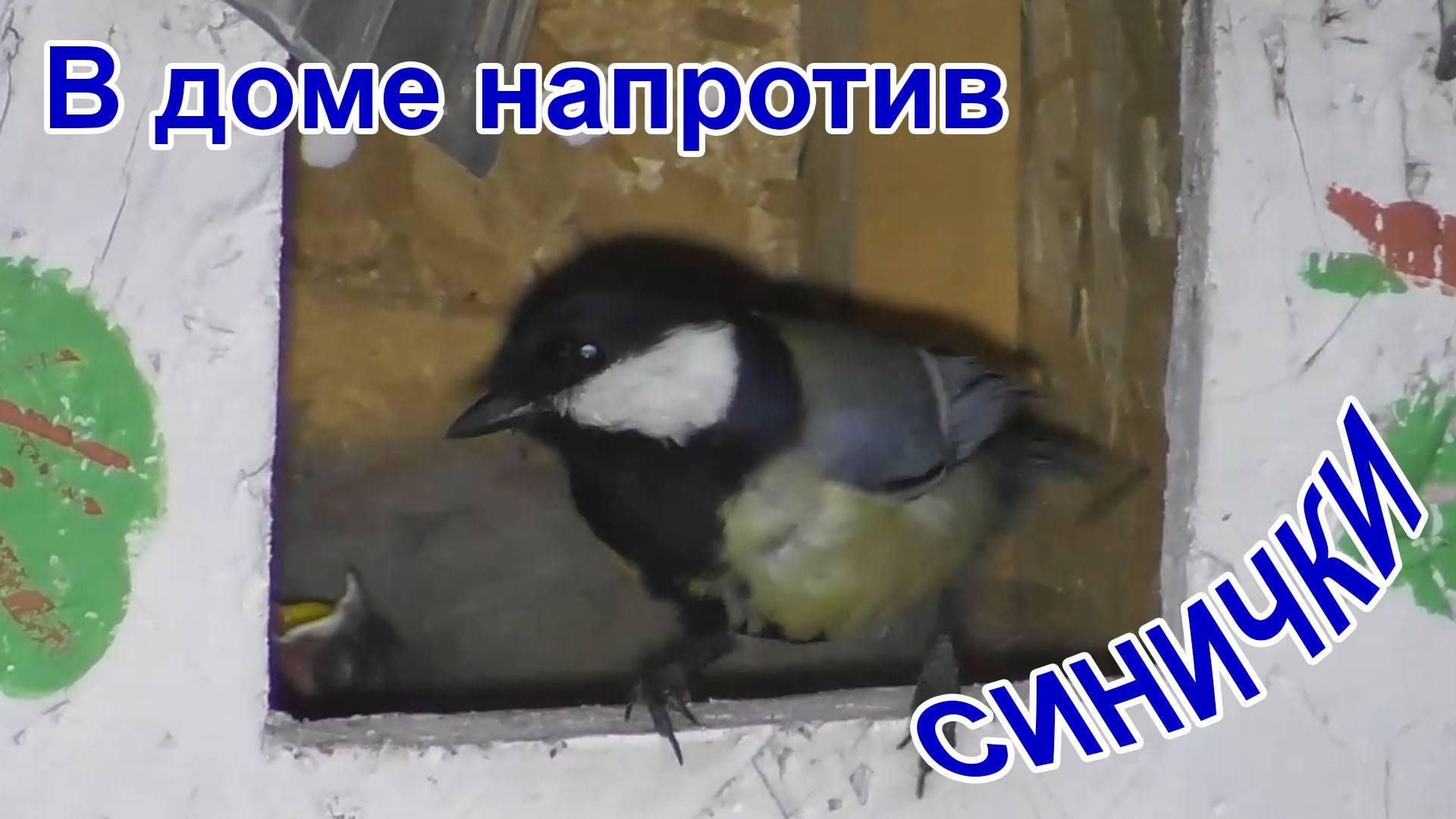 В доме напротив - приплод!