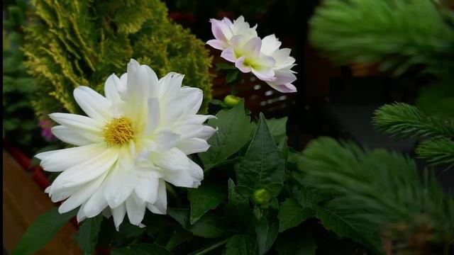 Цветы-украшение Архыза_31.05.2025