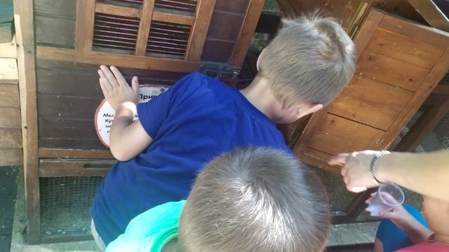 Хорьки рассказ детям