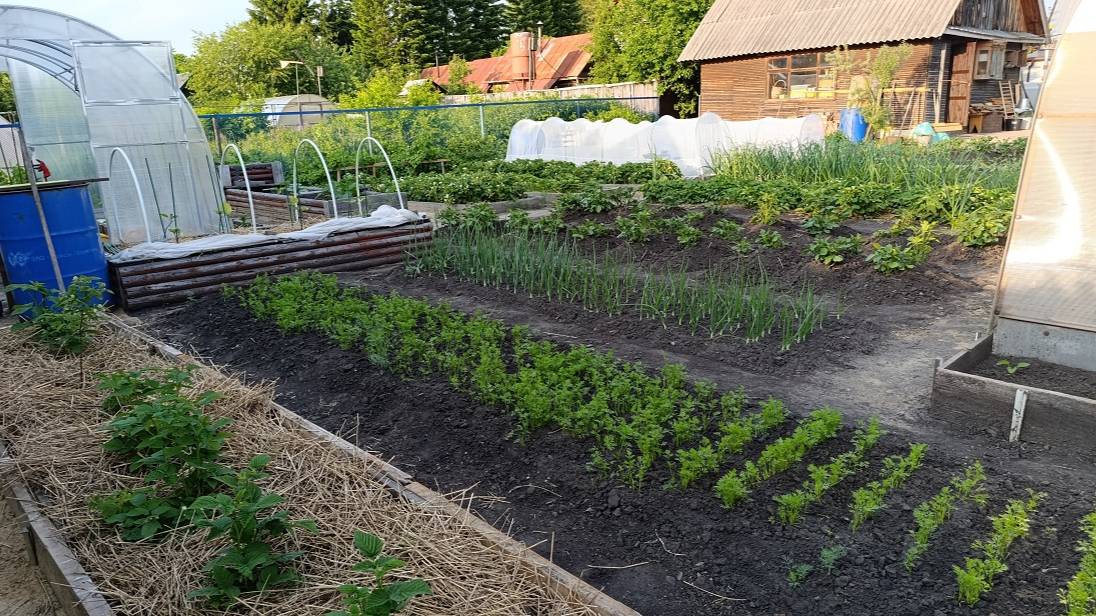 Мой небольшой, аккуратный огородик в начале июня