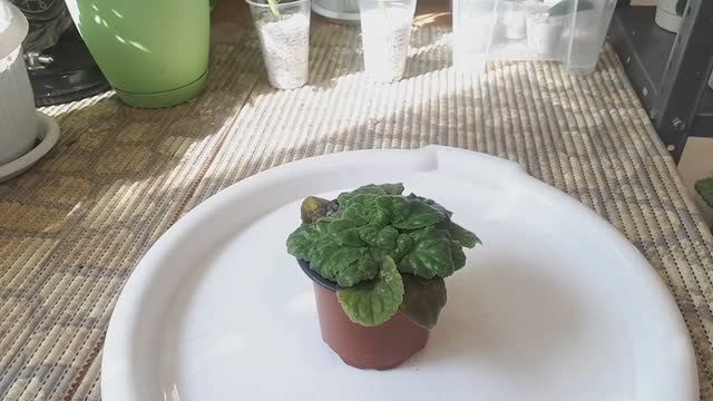 Фиалки Гибнут за сутки!!! Спасаем Пострадавших от Сосудистого Бактериоза!