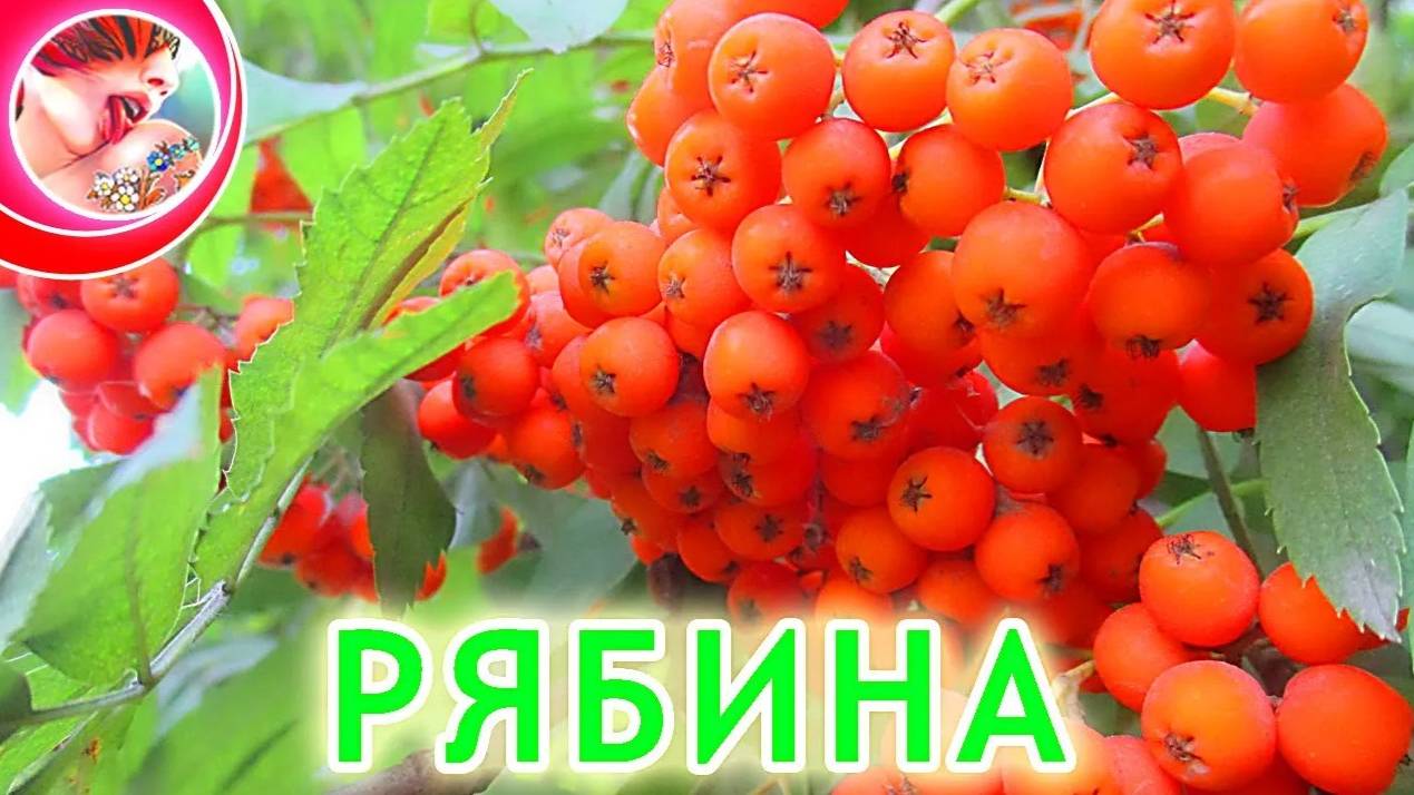 Красная рябина. Красивое видео!