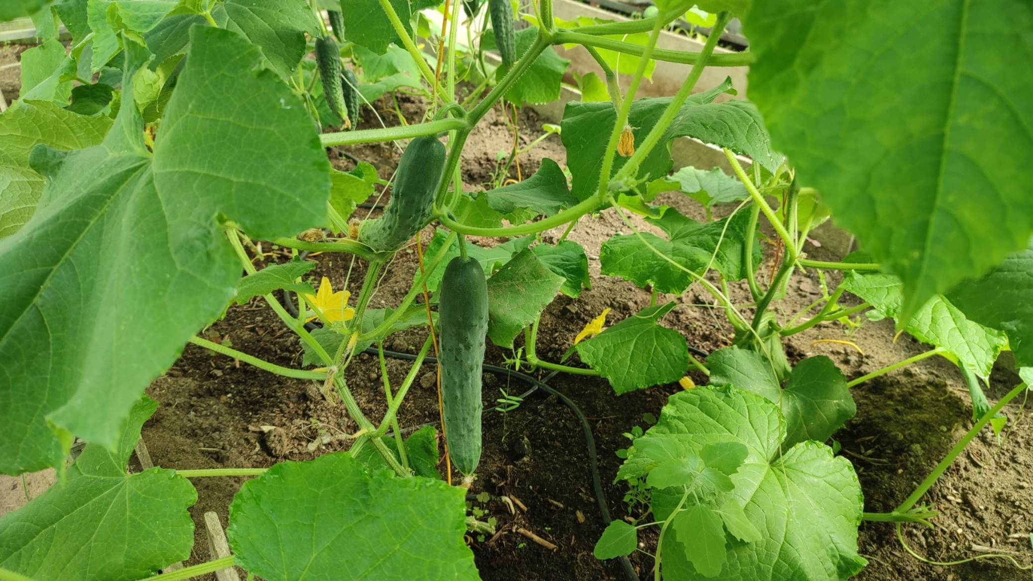 Автоматические форточки в теплицах.