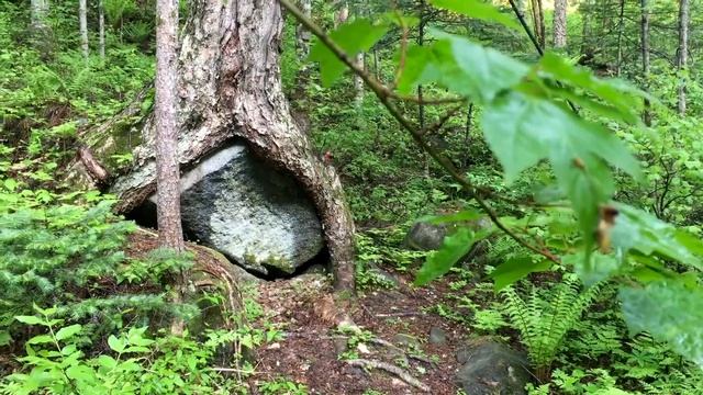 Рerfect kid. Поход за силой