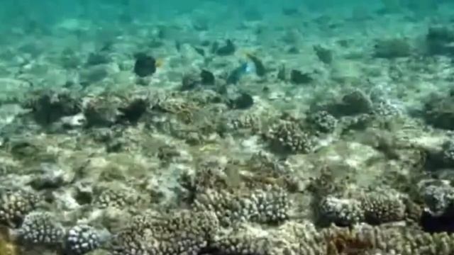 март 2012. Шарм-эль-Шейх , отель Savita Resort 5. Шикарный риф.