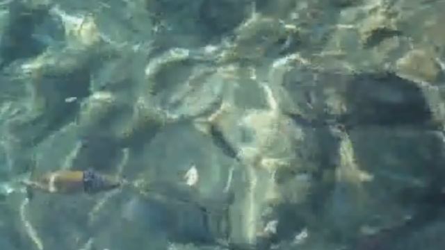 2012. Хургада октябрь отель Zahabia Resort & Hotel