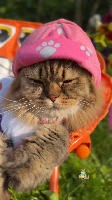 Привет! Как дела?😸 #котик #милыекотики #кот