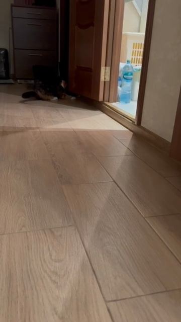 Сегодня я сама