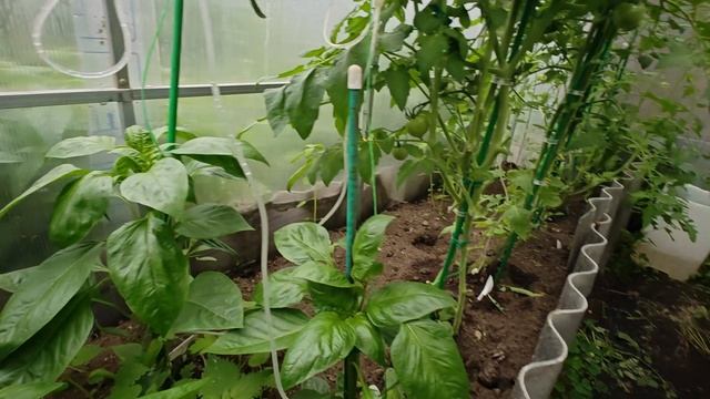 Огурцы в теплице растут прекрасно благодаря идеальному микроклимату.