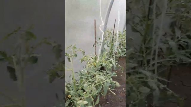 УТРО САДОВОДА - ВСТАЛИ В  3 УТРА, В 4 УТРА БЫЛИ УЖЕ В ТЕПЛИЦАХ