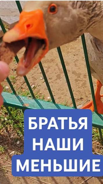 🦁🐺🐑 Братья наши меньшие:  Удивительный мир степного зоопарка 💖🐾