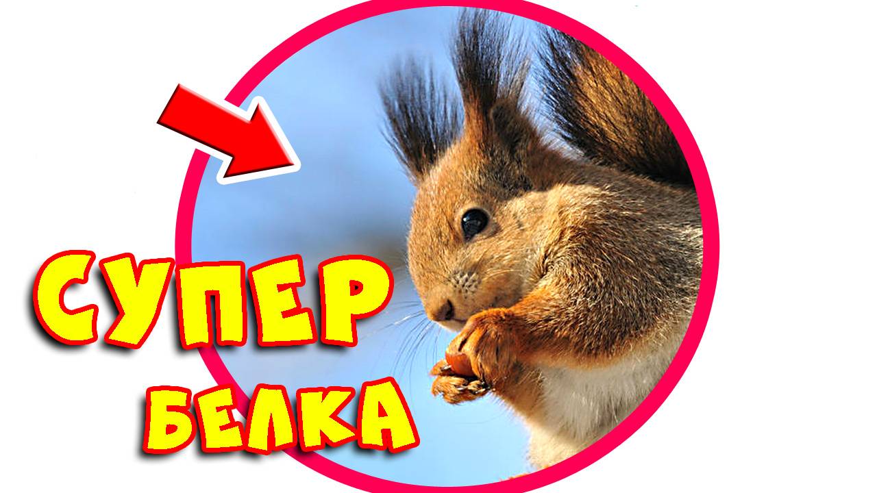 Белочка в парке!