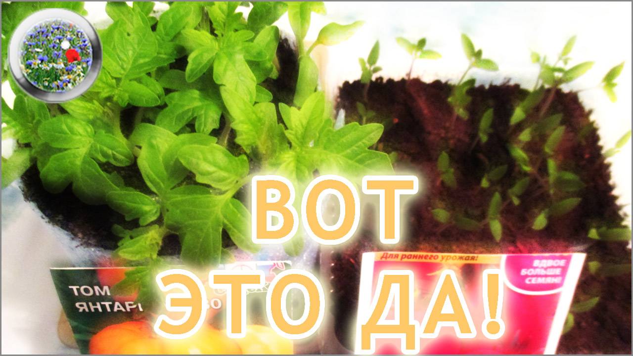 Вот это да! Способы посадки рассады!