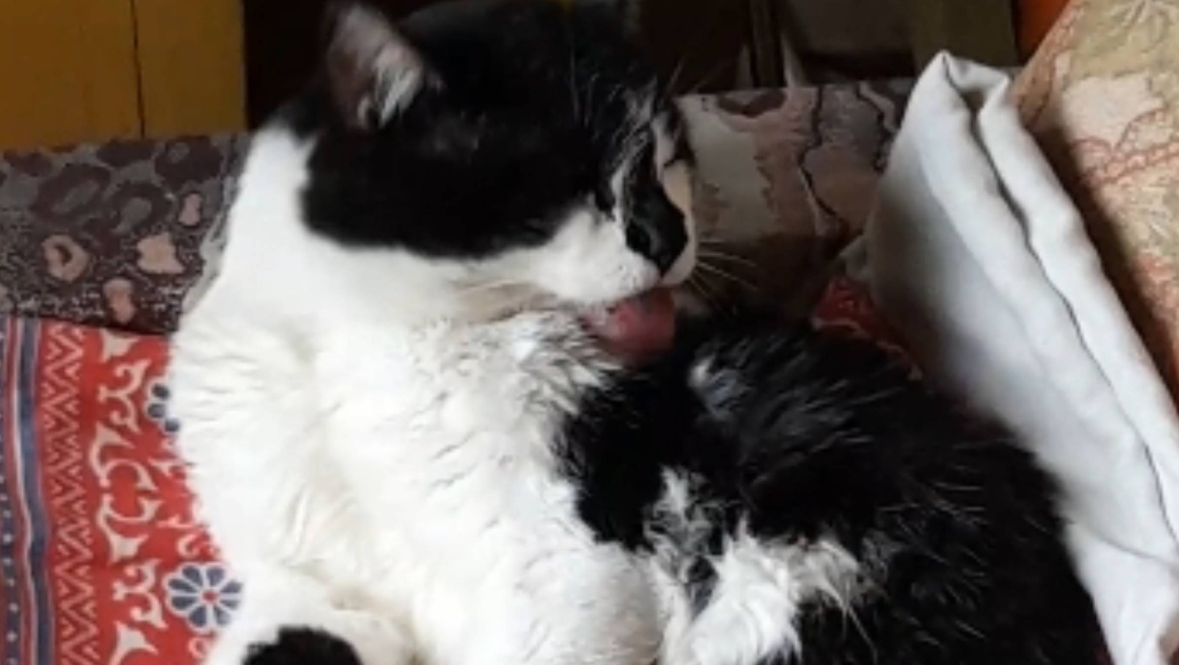 20250615_195244 Митя явился после ливня