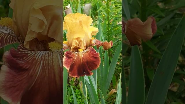 ирис ПЕЛЕЖМА (Vlasova' 2025)