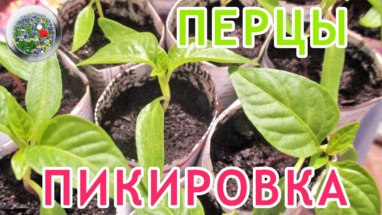 Пикировка рассады перца. Пикирование в самодельные  бумажные стаканчики для рассады